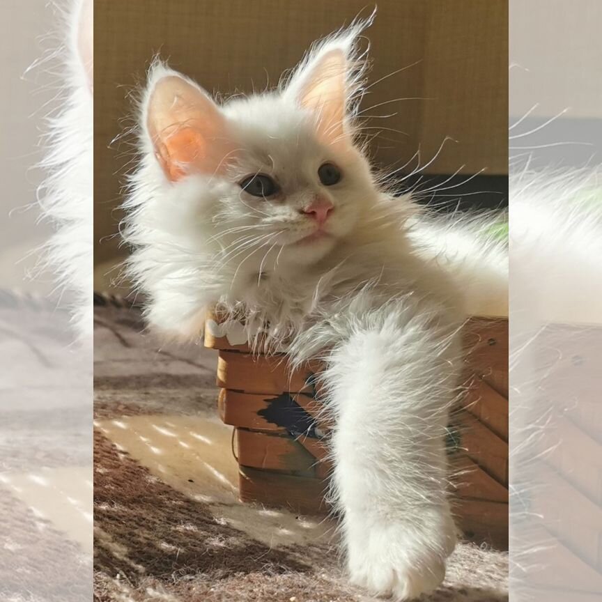 Котёнок мейн-кун