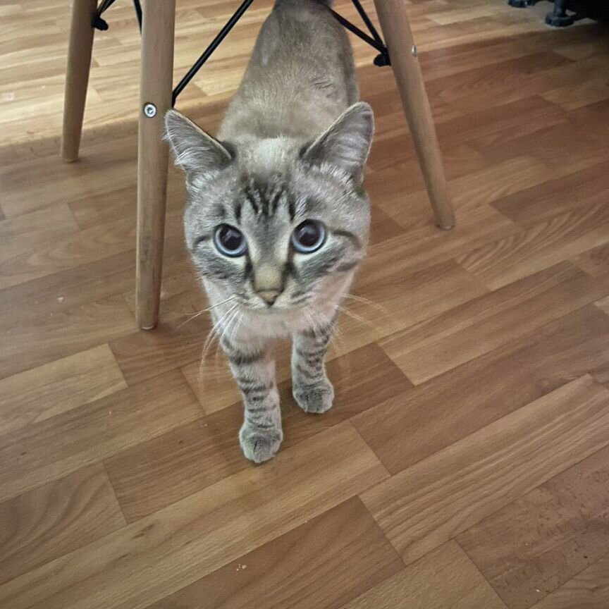 Кот