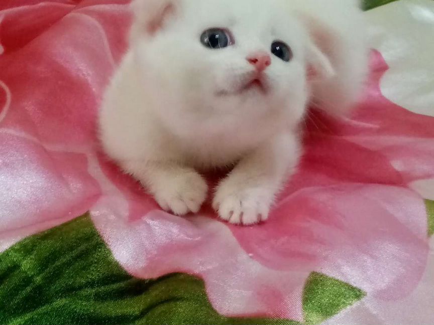 Белоснежное шотландское счастье