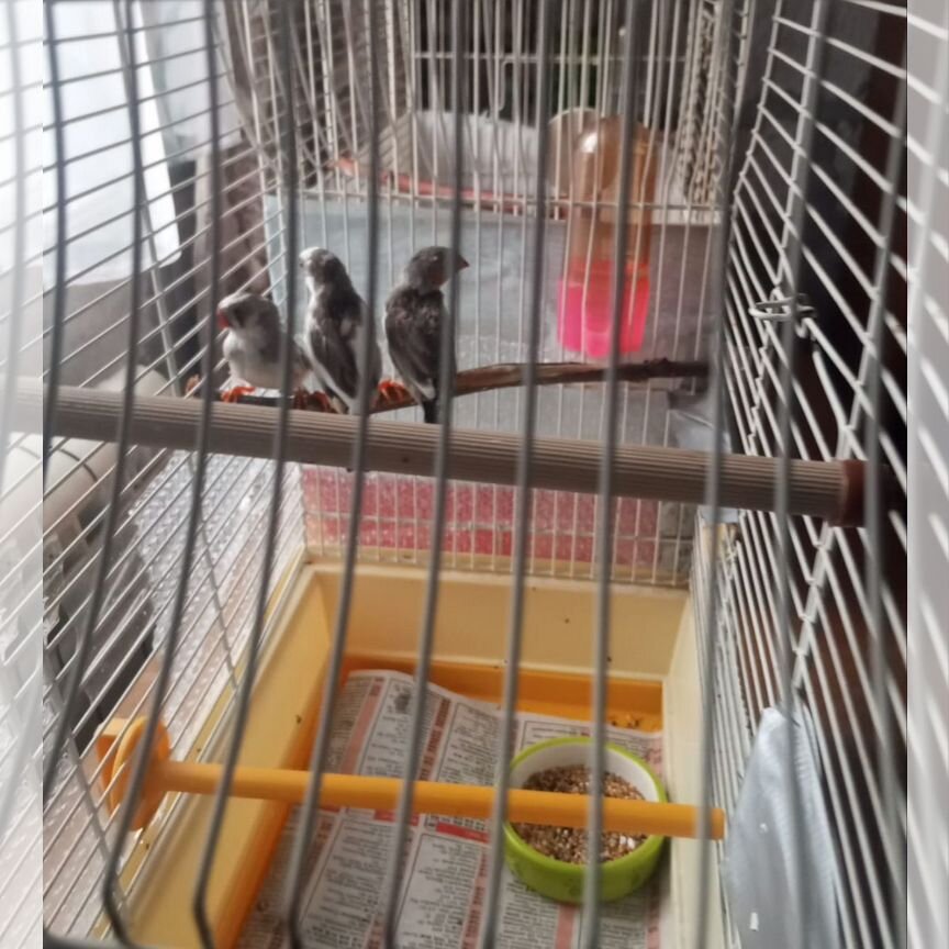 Зебровые амадины