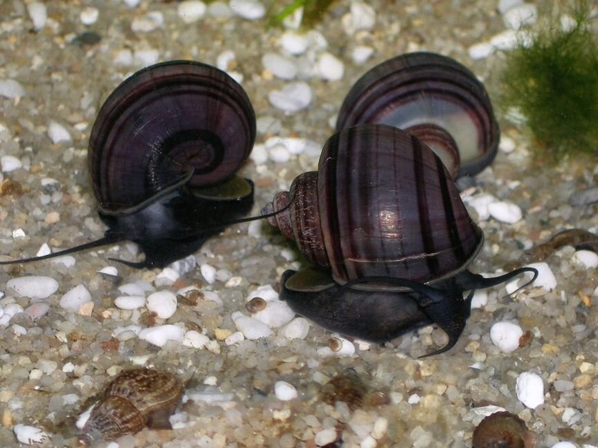 Улитки аквариумные ампулярии