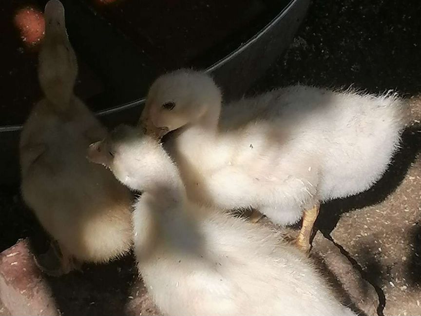 Утята Муларды