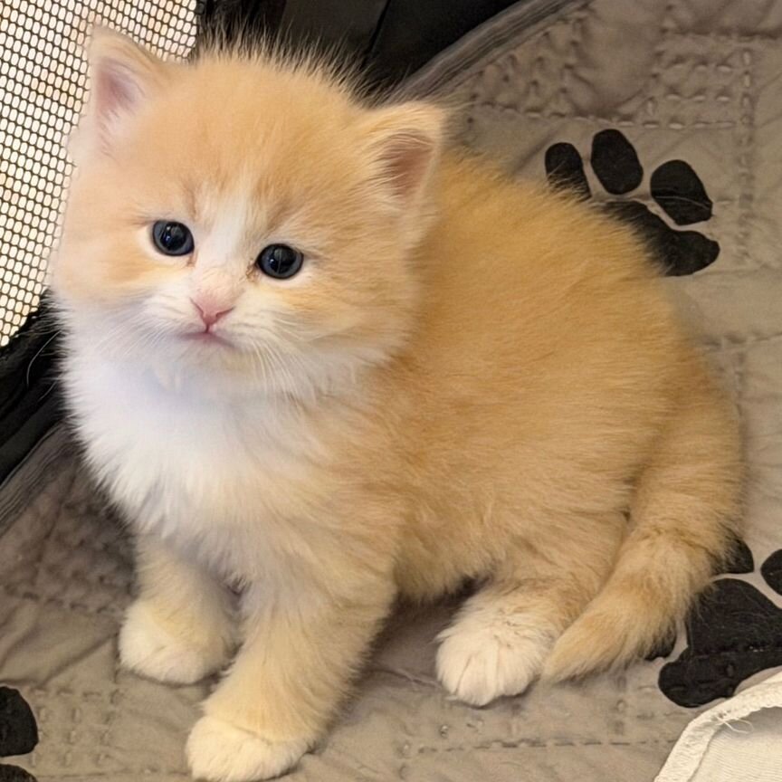 Сибирский котёнок