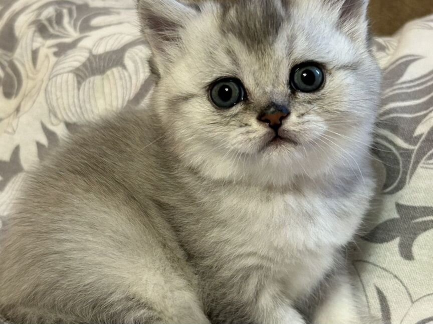 Шотландская прямоухая девочка