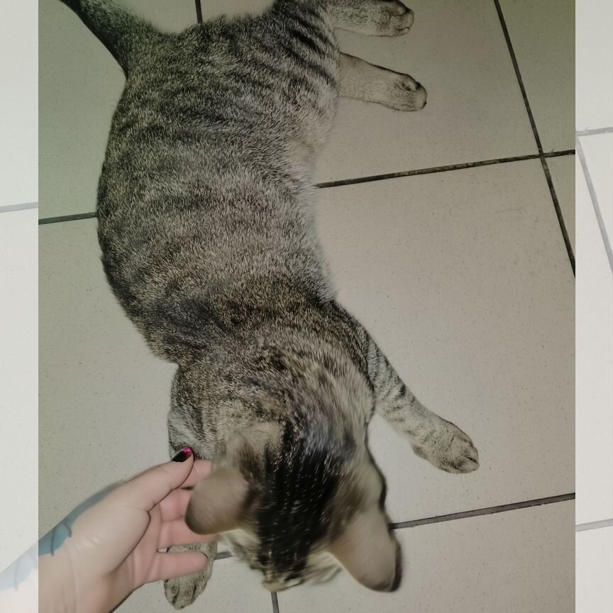 Котёнок в добрые руки