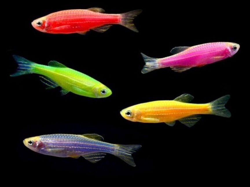 Стайка данио 6 шт