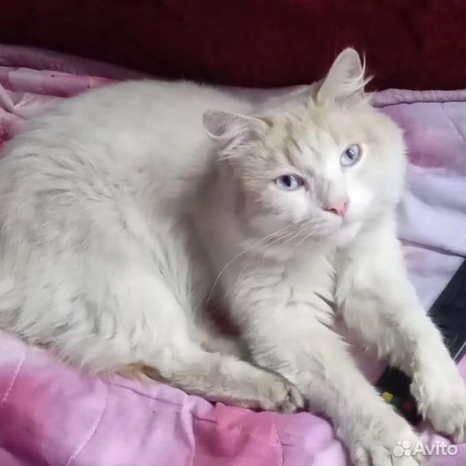 Кот ласковый живет на улице
