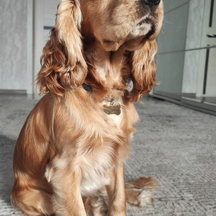 Спаниель вязка