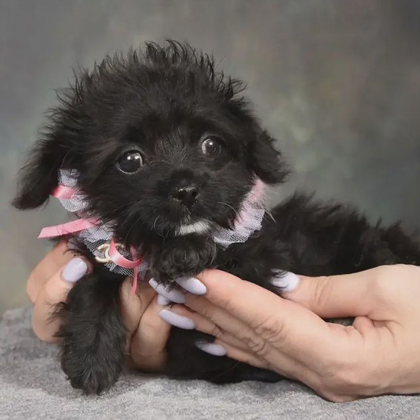 Чихуахуа, щенок