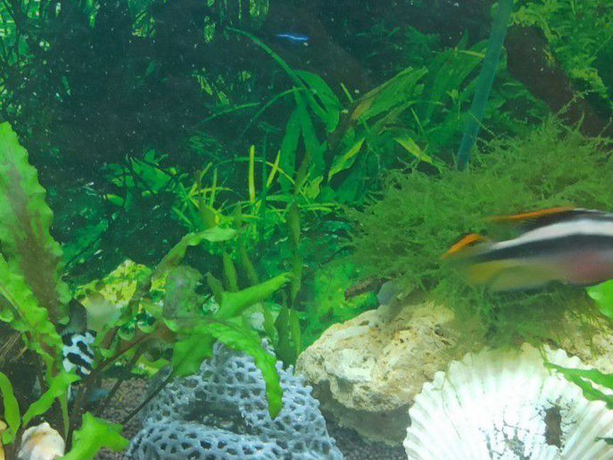 Укрытие для креветок -декорация, коряга