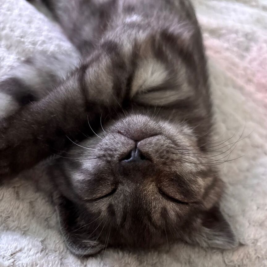 Котёнок от частного владельца