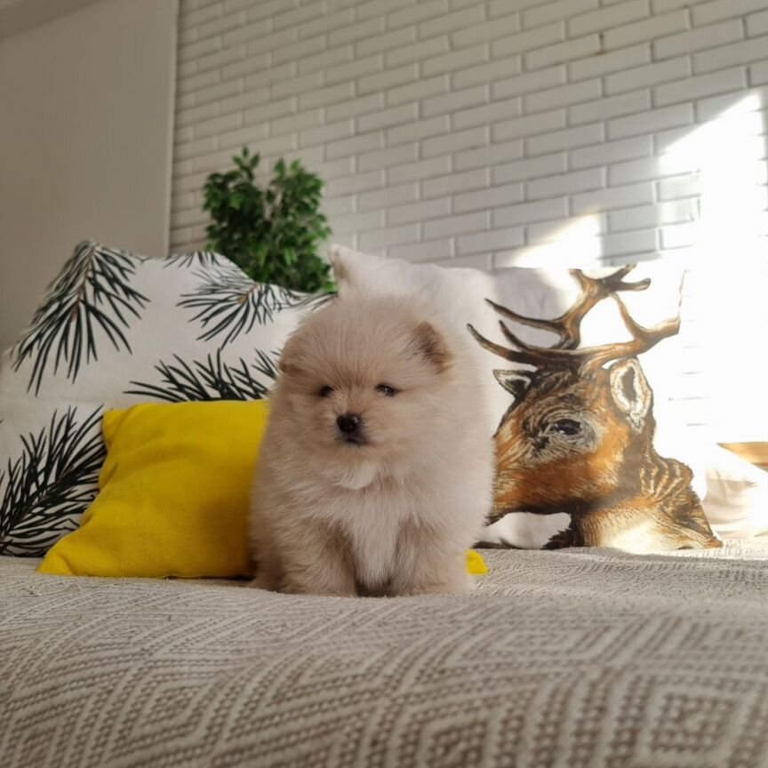 Померанский шпиц девочка супер медведь