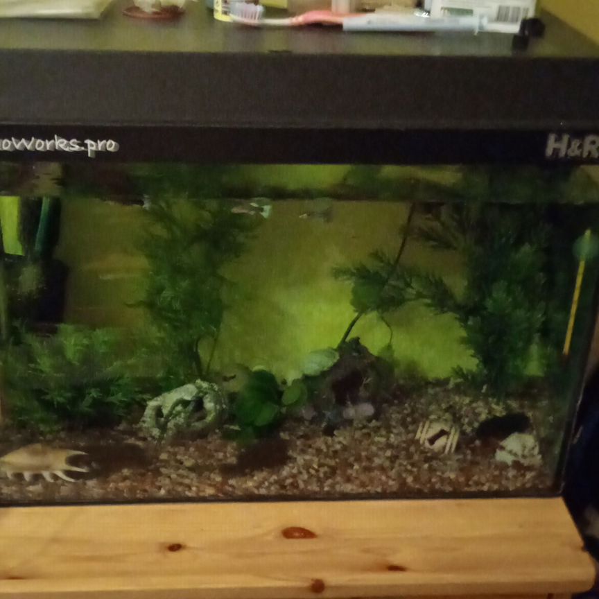 Возьму/обменяю рыбок