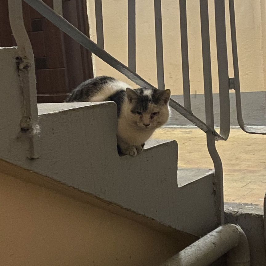 Нашелся Кот/кошка