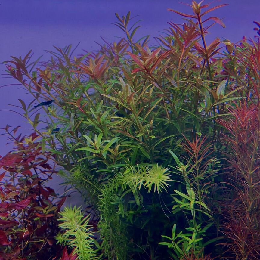 Ротала индика куст