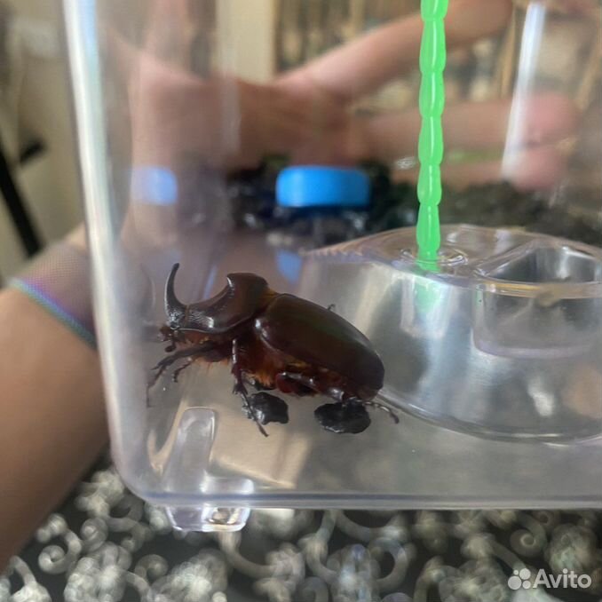 Жук носорог