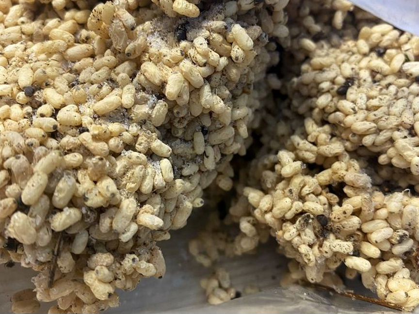 Муравьиные яйца