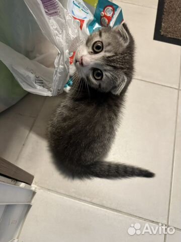 Британскийкотенок