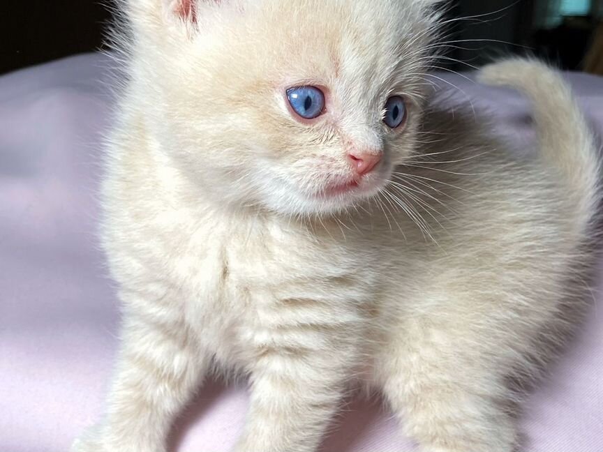 Шотландские котята Scottish Straight