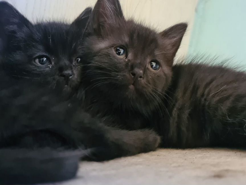 Котята красавчики