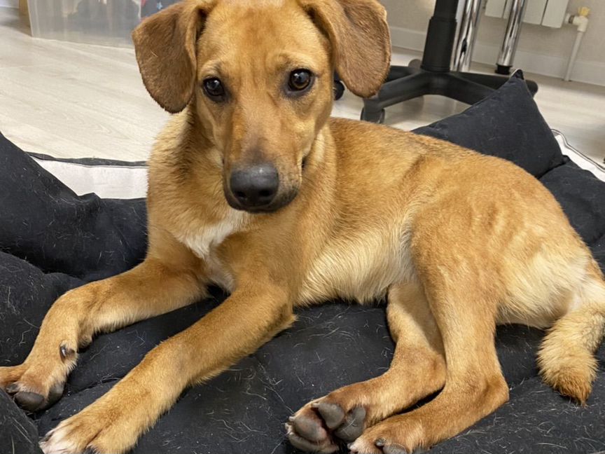 Собачка в добрые руки