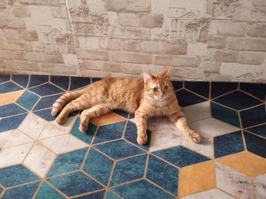 Отдам ласковых котиков