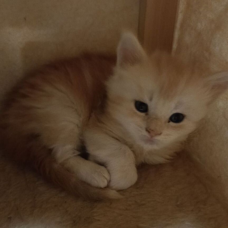 Мейн-кун котёнок