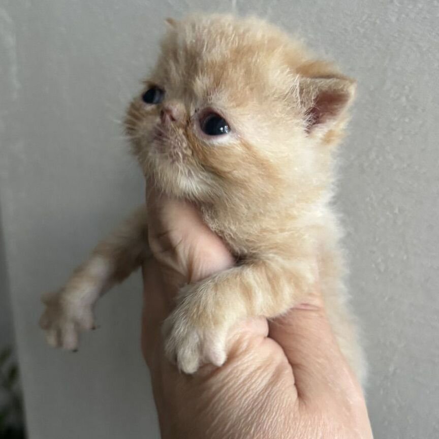 Экзотический короткошёрстный котёнок