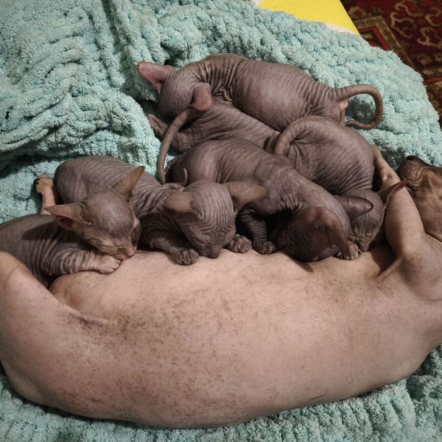 Котята донской сфинкс
