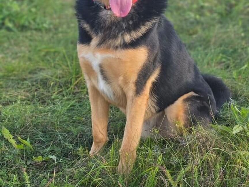 Собака Тим в добрые руки