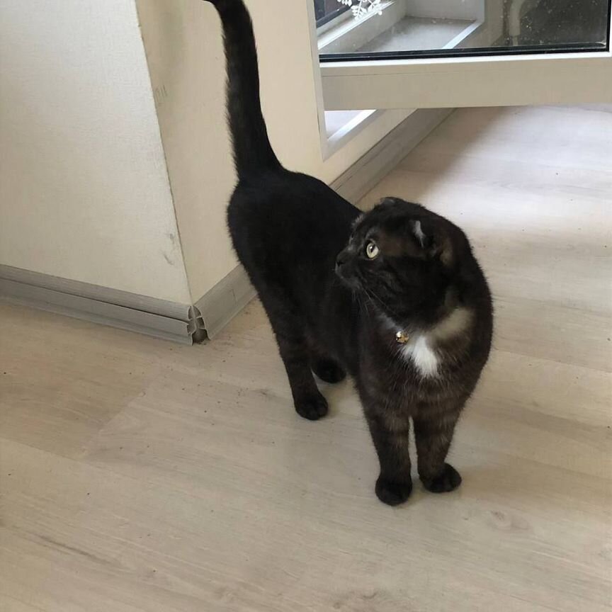 Коты в добрые руки