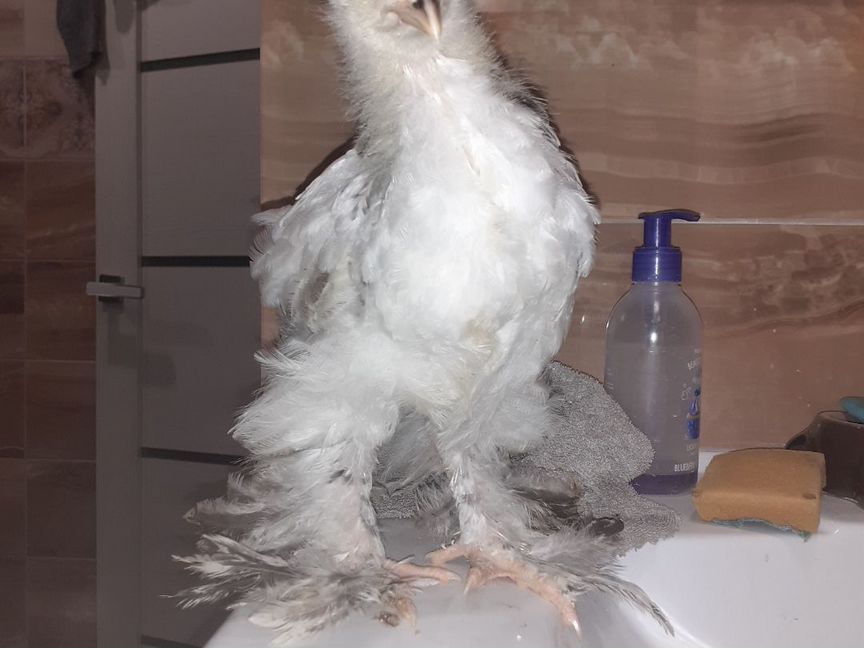Домашние куриные яйца и гусиные