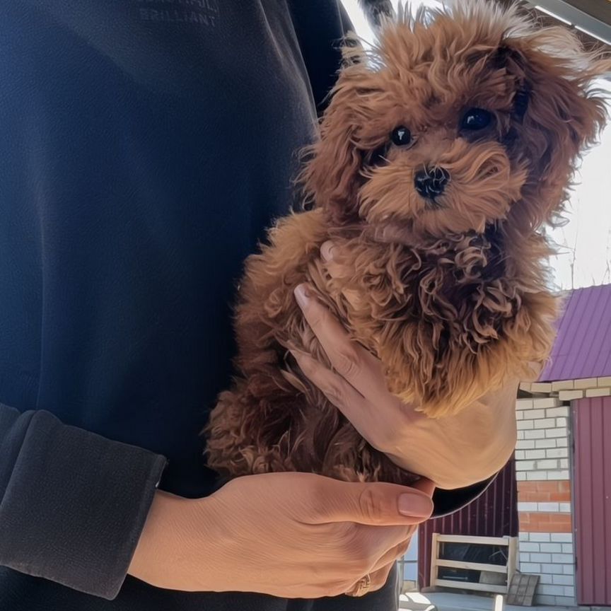 Той-пудель, щенок