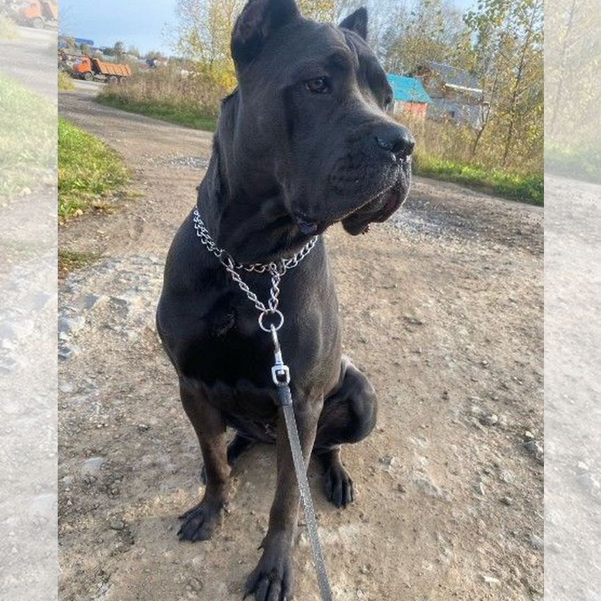 Кане-корсо, щенок