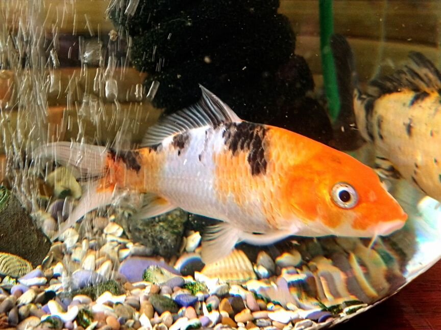 Золотая рыбка комета