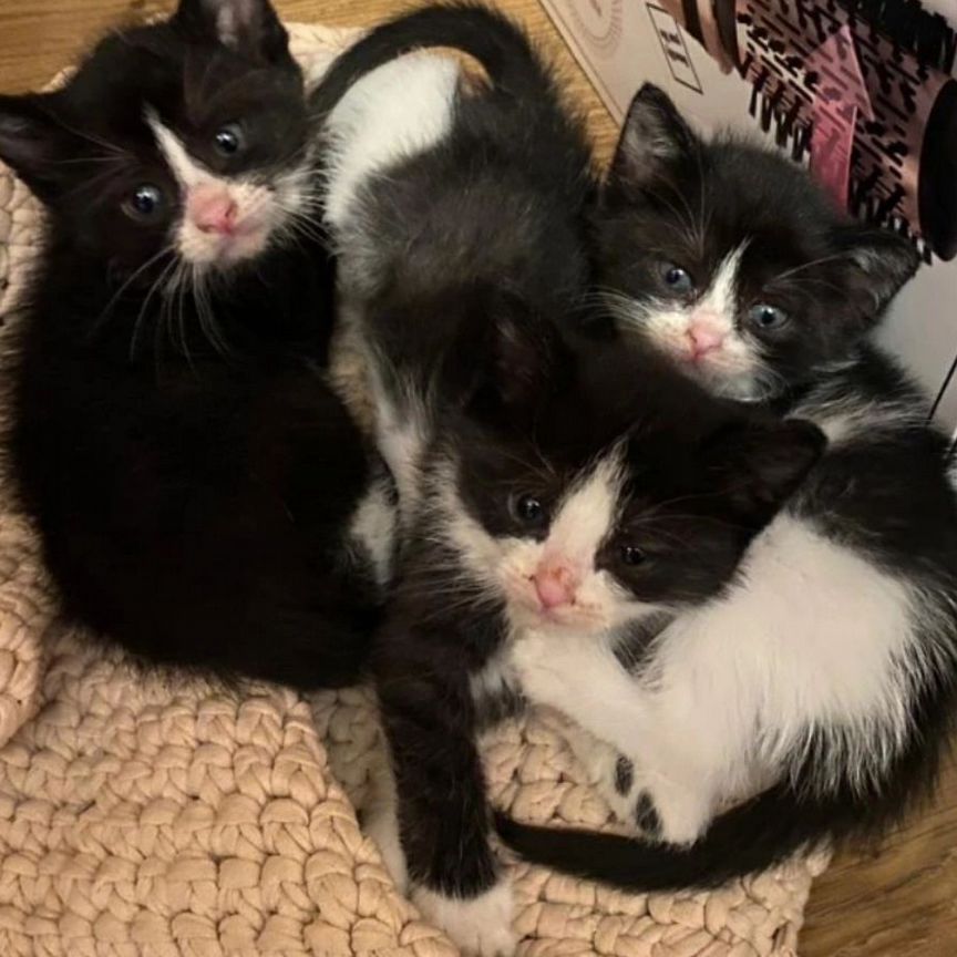 Котята с улицы
