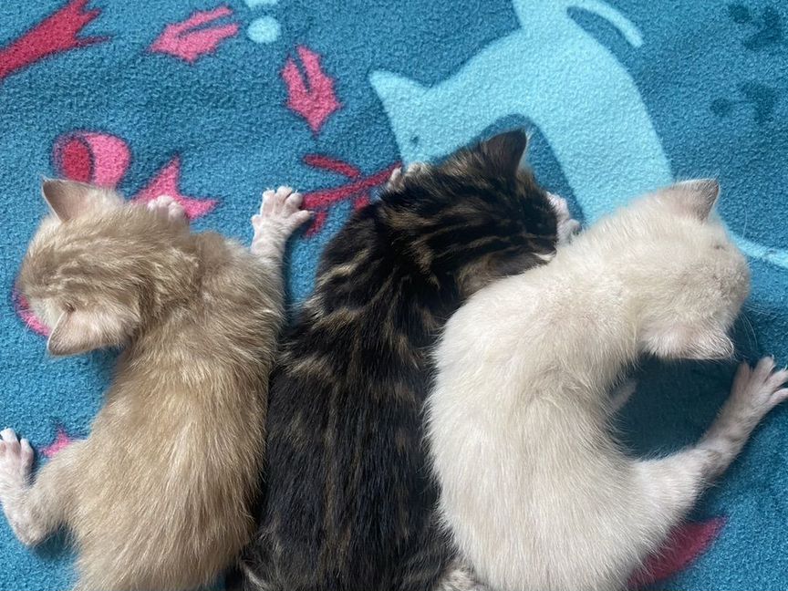 Бенгальские котята