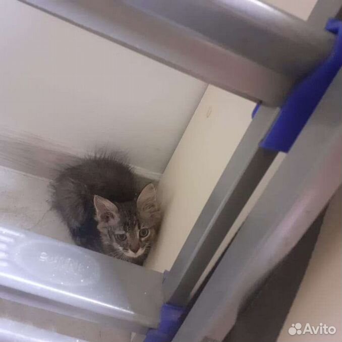 Выбросили маленького котенка. Ищем дом для него