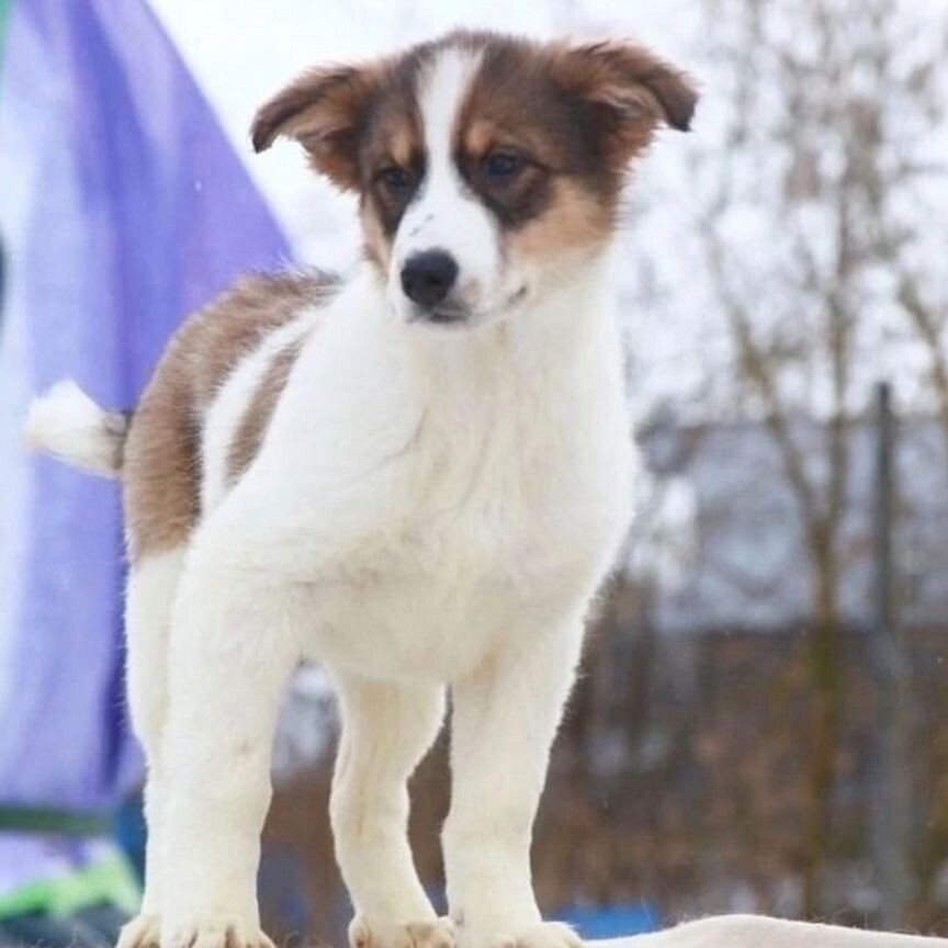 Щенок 4 месяца в добрые руки