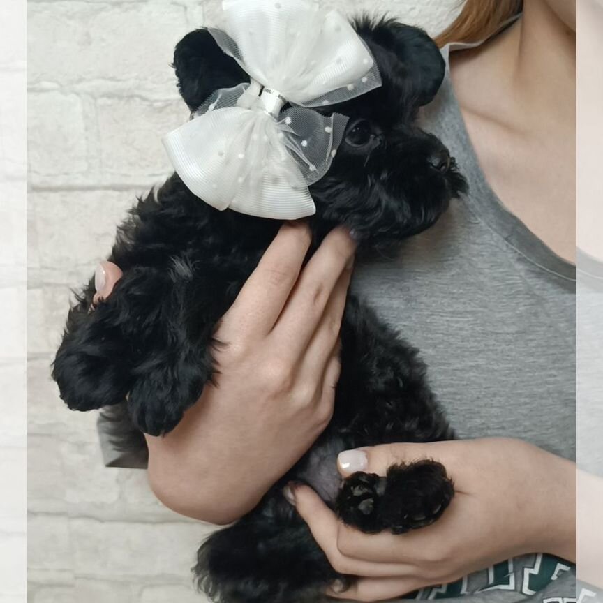 Мальтипу, щенок