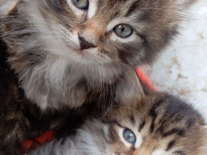 Отдам в добрые руки сибирских котят