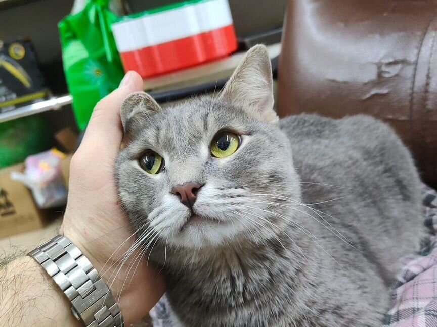 Кот Томми в добрые руки