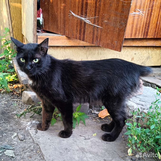 Кот Финик отдам в добрые руки
