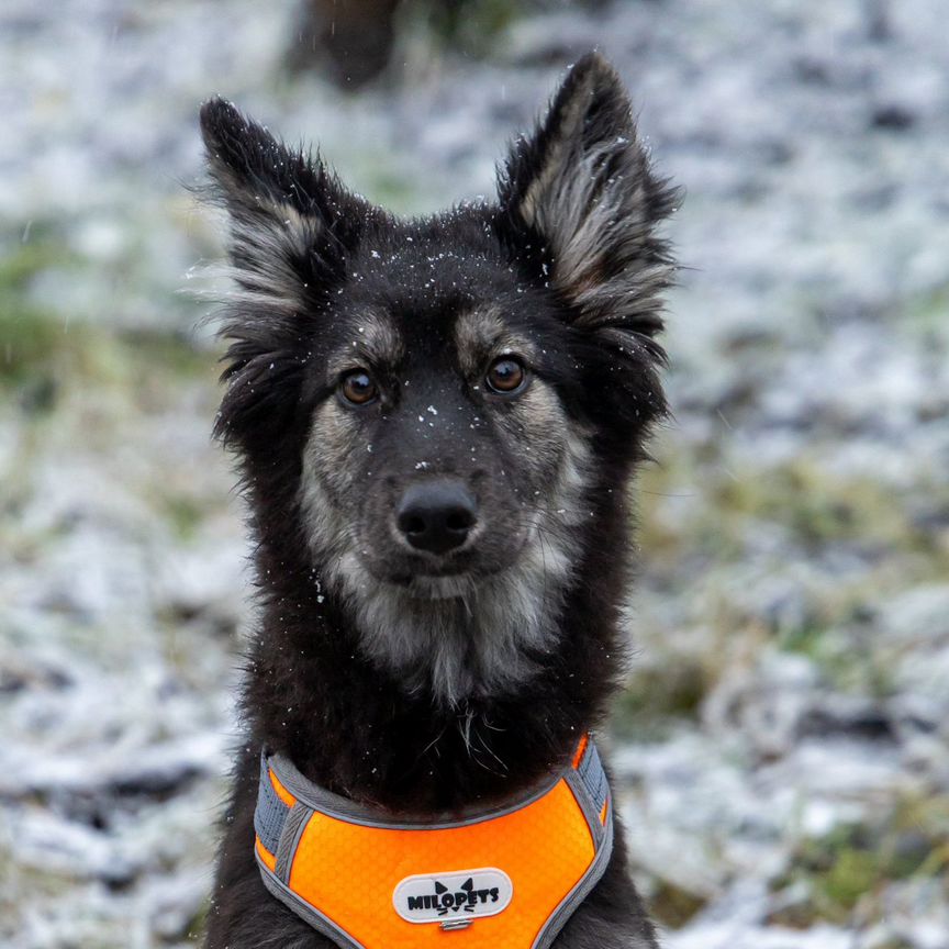 Щенок в добрые руки