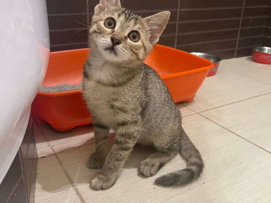 Ласковый котенок девочка