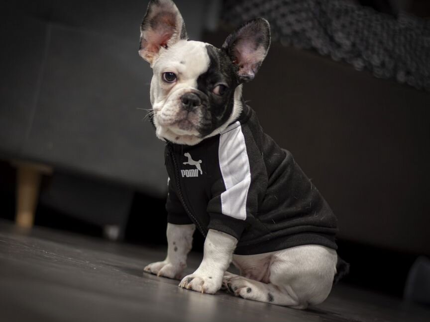 Олимпийка для собак средних пород