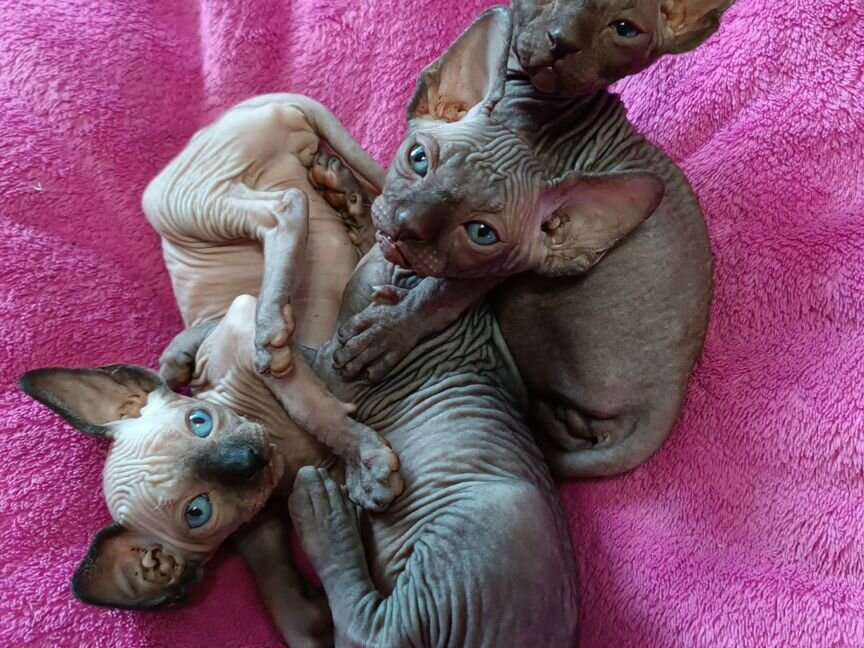 Канадский сфинкс котята мальчики Элитные окрасы