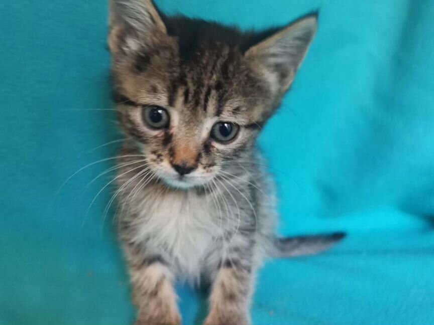 Котенок Милли