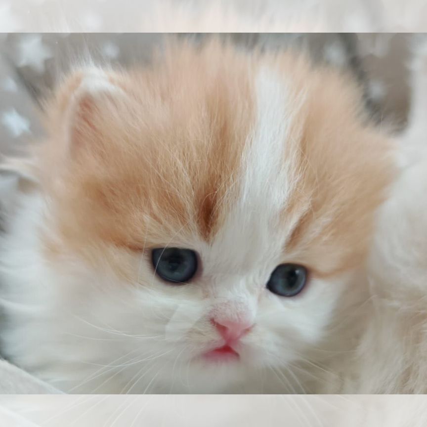 Красный шотландский котик страйт