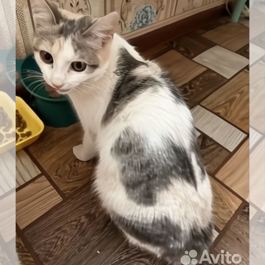 Котёнок в добрые руки